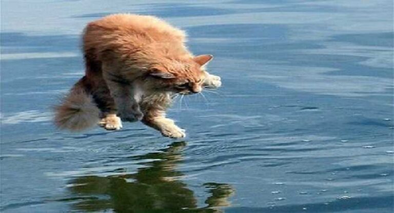 Funny Joke ‣ Fish and Cat Story | Satibal