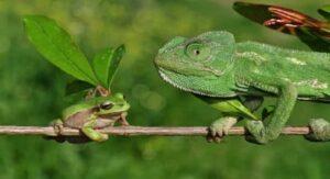 Funny Joke ‣ Iguana And Frog | Satibal