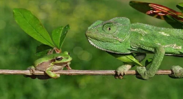 Funny Joke ‣ Iguana And Frog | Satibal