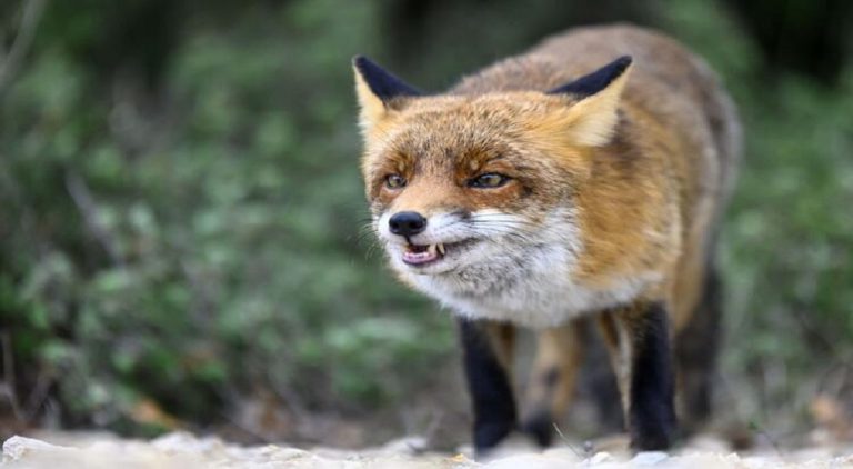 Moral Story ‣ Fox And Mother Duck | Satibal