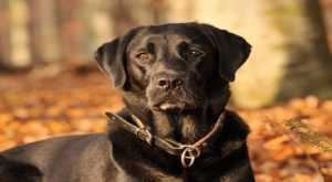 Funny Joke ‣ Labrador Retriever In Flight | Satibal