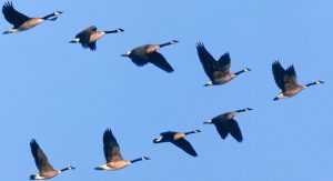 Teamwork: The Story Of The Geese | Satibal