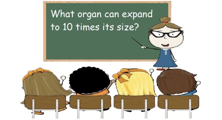 Funny Joke ‣ What organ can expand to 10 times its size? | Satibal
