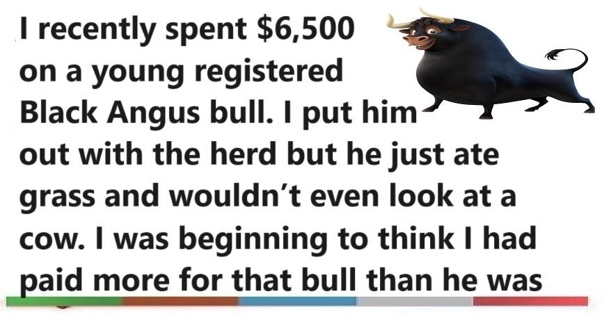 Funny Joke ‣ Black Angus Bull! | Satibal